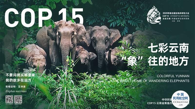聚焦生物多样性｜空中助力CBD COP15 瑞丽航空主题客舱飞机在昆明启航 - 民用航空网