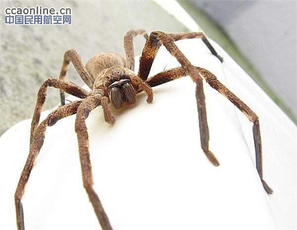 新西兰机场安检员在行李中发现高脚蜘蛛 - 民用航空网