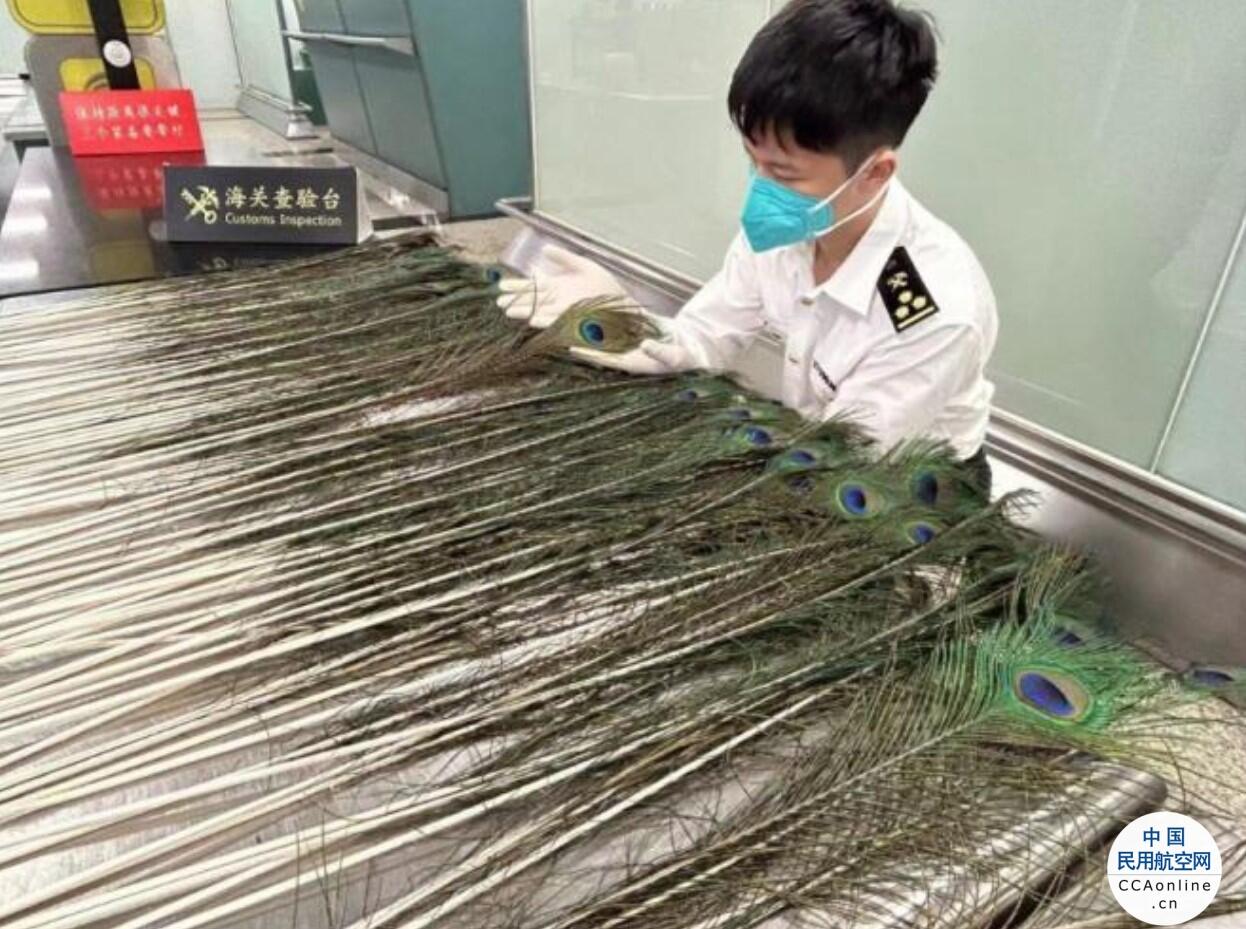 禁止携带进境 厦门海关在入境旅客行李中查获116根孔雀羽毛 - 民用航空网